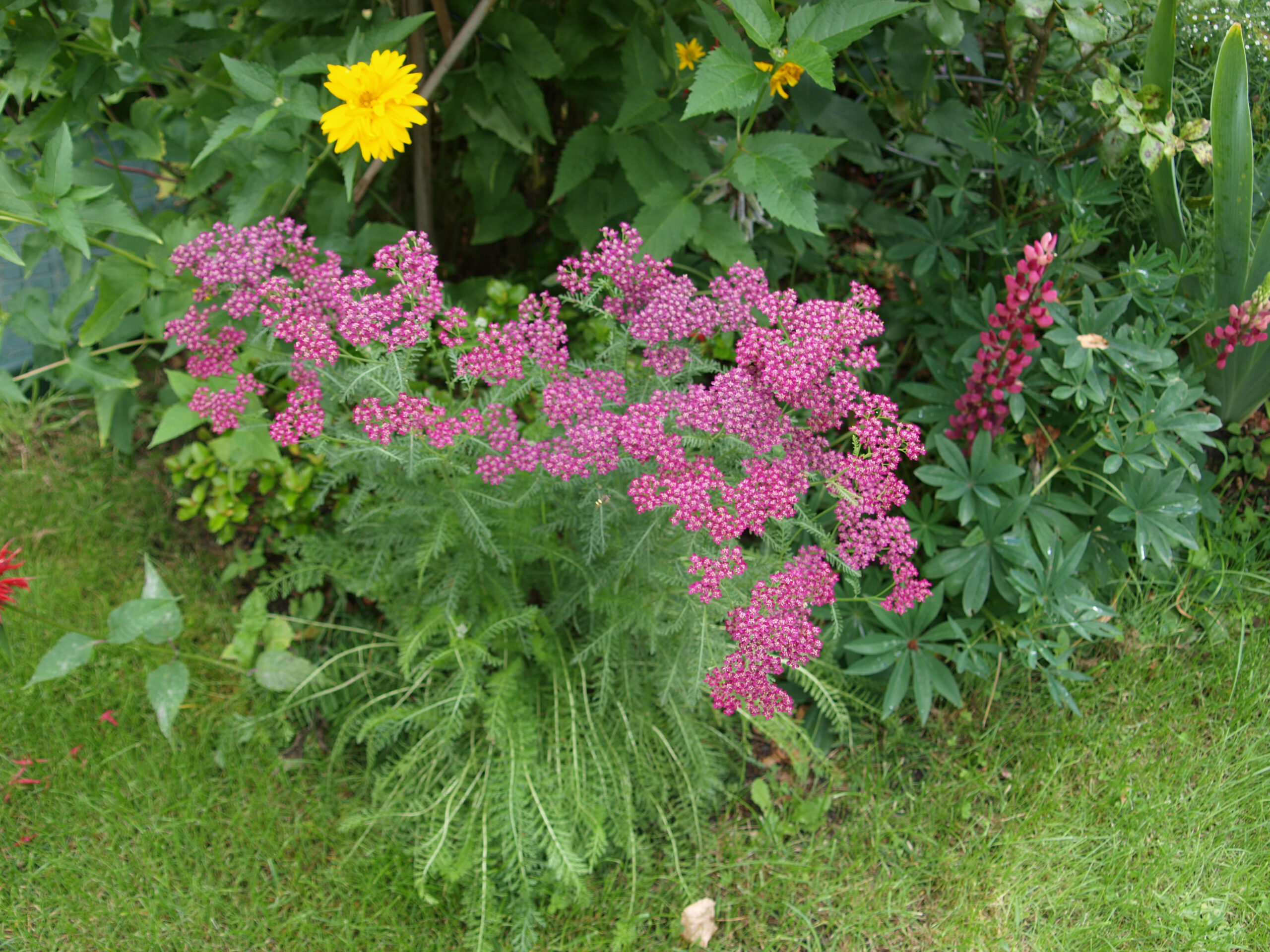 Schafgarbe • Kräuterstudio - Doris Dümke